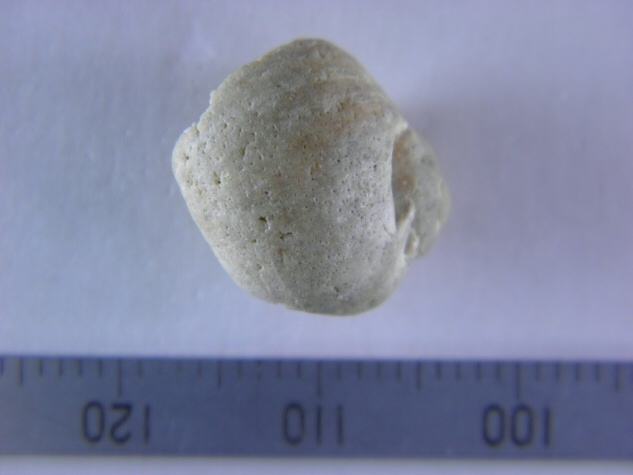 Tectonatica ? sp.｜いわきデジタルミュージアム