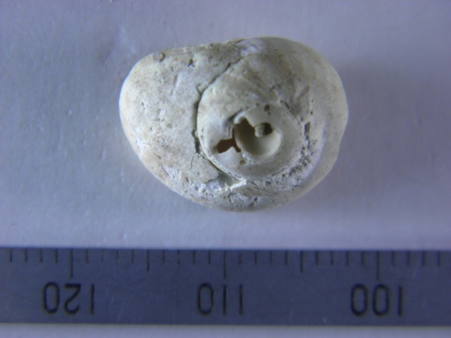 Tectonatica ? sp.｜いわきデジタルミュージアム