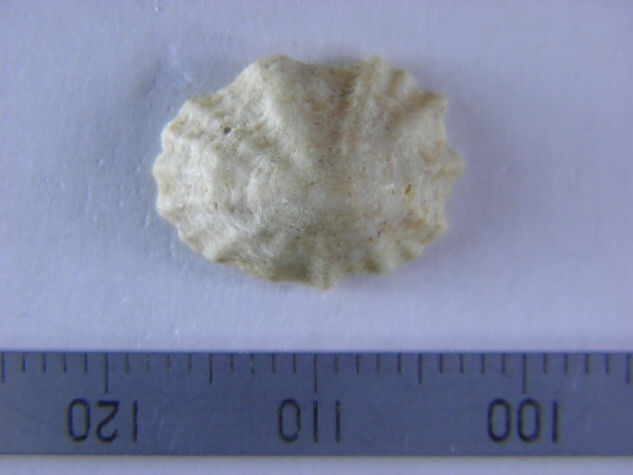 Acmaea pallida (Gould)｜いわきデジタルミュージアム