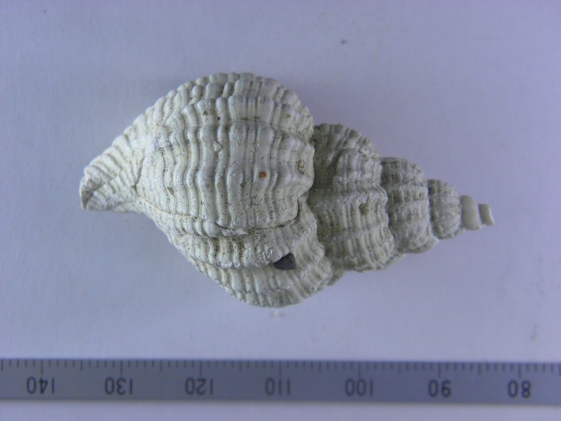 Fusitriton oregonensis (Redfield)｜いわきデジタルミュージアム