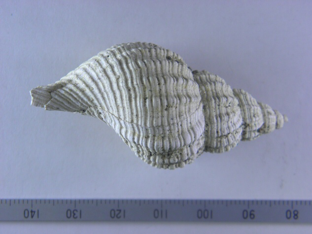 Fusitriton oregonensis (Redfield)｜いわきデジタルミュージアム