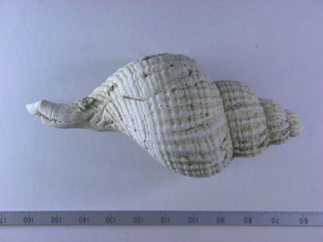 Fusitriton oregonensis (Redfield)｜いわきデジタルミュージアム