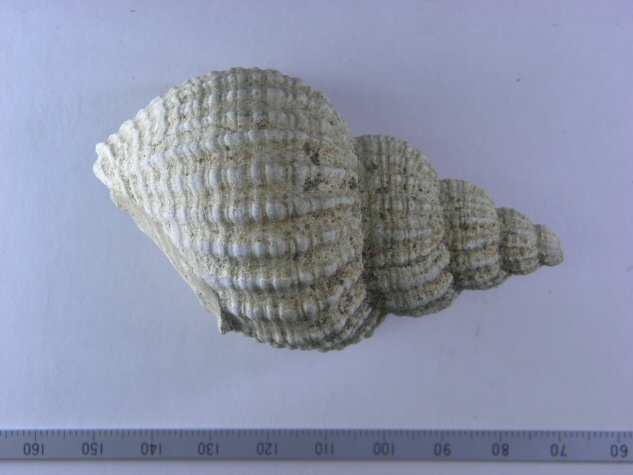 Fusitriton oregonensis (Redfield)｜いわきデジタルミュージアム