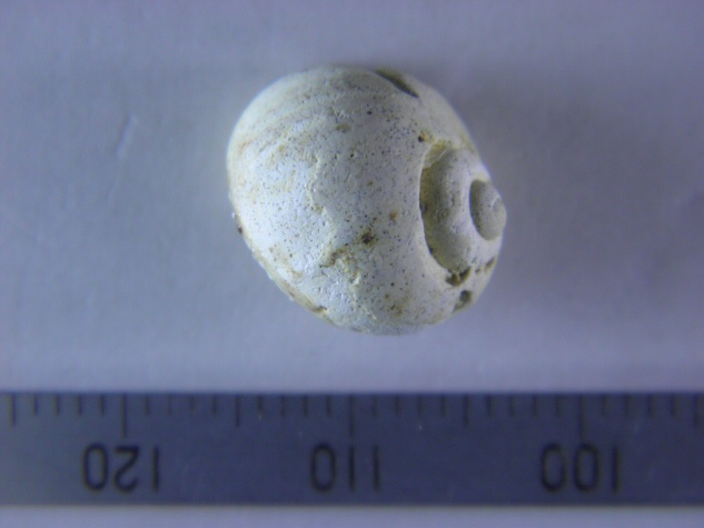 Tectonatica ? sp.｜いわきデジタルミュージアム