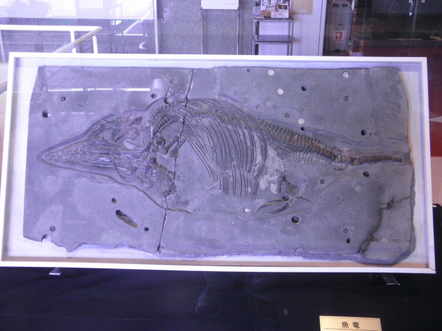 Ichthyosaurus breviceps Owen｜いわきデジタルミュージアム