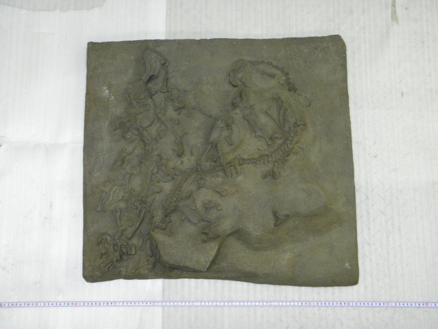 Aerosaurus sp.｜いわきデジタルミュージアム