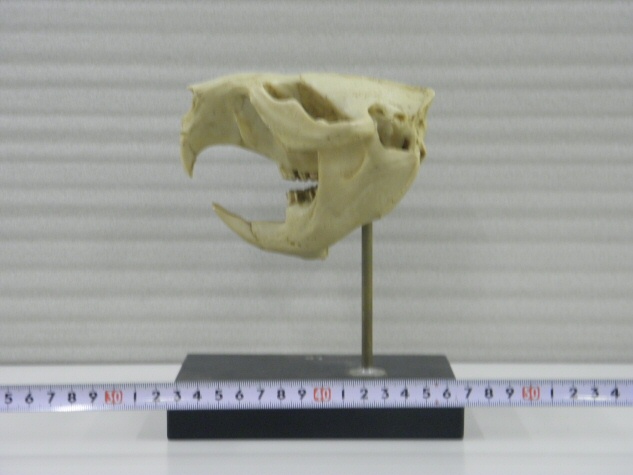 Castor sp.｜いわきデジタルミュージアム