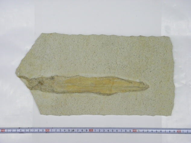 Plesioteuthis sp.｜いわきデジタルミュージアム