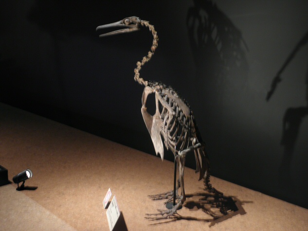 Plotopteridae gen. et sp. indet.｜いわきデジタルミュージアム