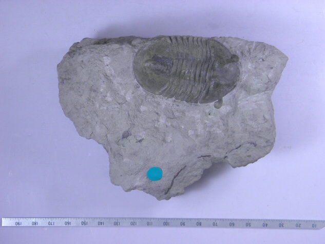 Neoasaphus sp.｜いわきデジタルミュージアム