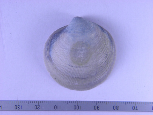 Cyclina sinensis (Gmelin)｜いわきデジタルミュージアム