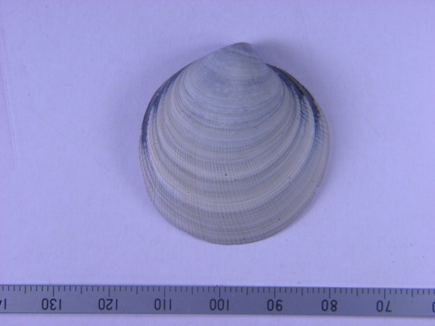 Cyclina sinensis (Gmelin)｜いわきデジタルミュージアム