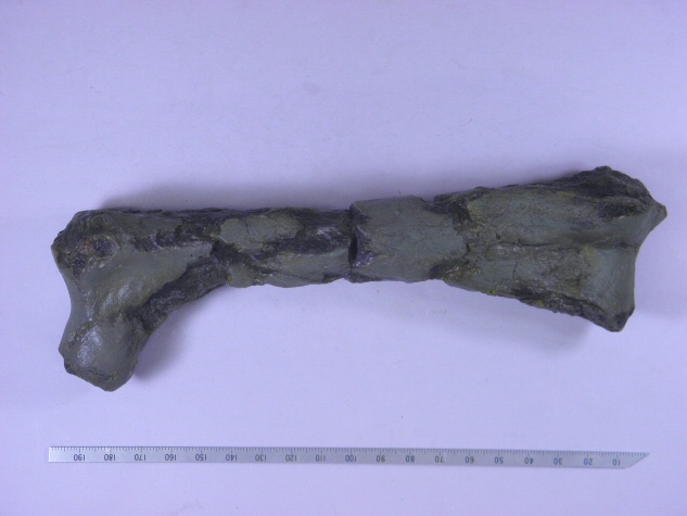 Plotopteridae gen. et sp. indet.｜いわきデジタルミュージアム