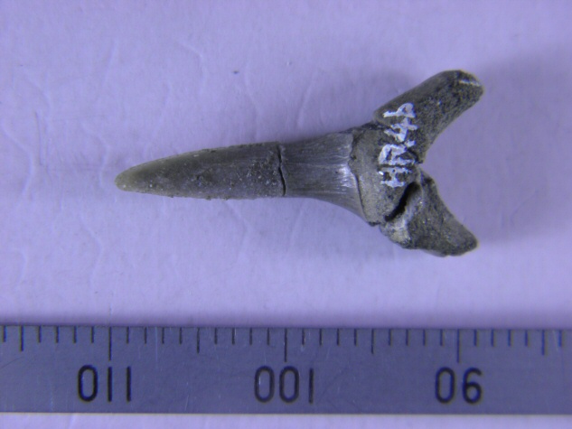 Carcharias acutissima (Agassiz)｜いわきデジタルミュージアム