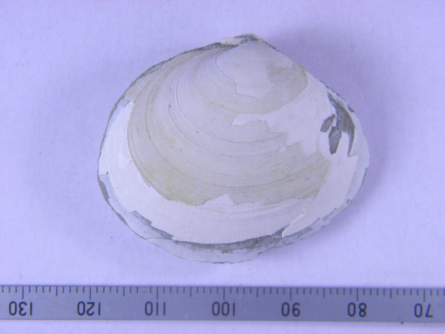 Macoma sp.｜いわきデジタルミュージアム