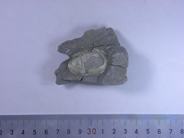 Macoma sp.｜いわきデジタルミュージアム