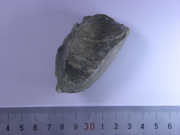 Macoma ? sp.｜いわきデジタルミュージアム