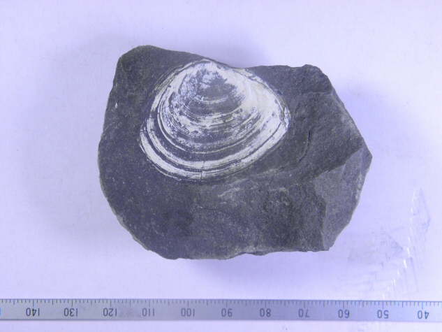 Macoma ? sp.｜いわきデジタルミュージアム