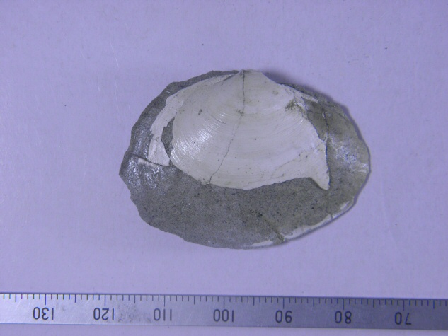 Macoma ? sp.｜いわきデジタルミュージアム