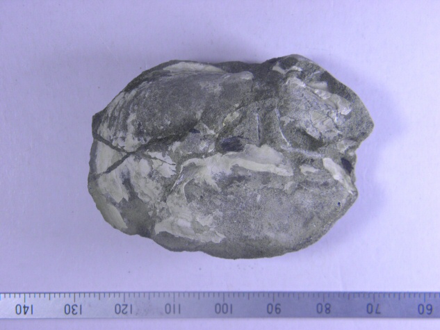 Macoma ? sp.｜いわきデジタルミュージアム