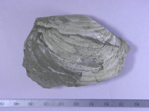 Mactra ? sp.｜いわきデジタルミュージアム