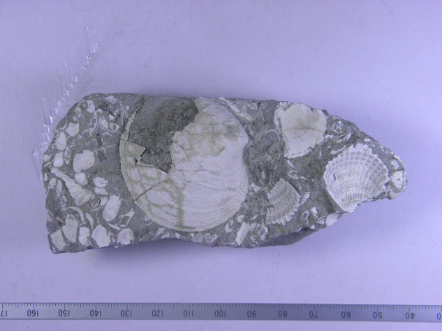 Dosinia sp.｜いわきデジタルミュージアム