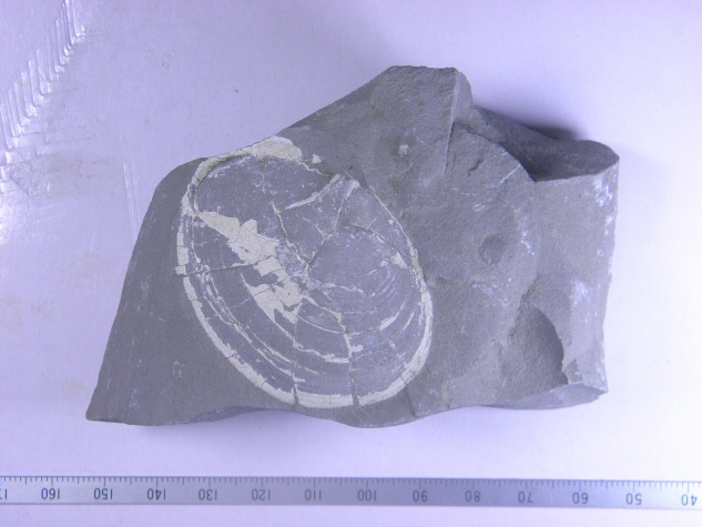 Macoma ? sp.｜いわきデジタルミュージアム