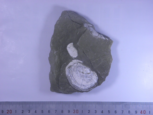 Macoma ? sp.｜いわきデジタルミュージアム