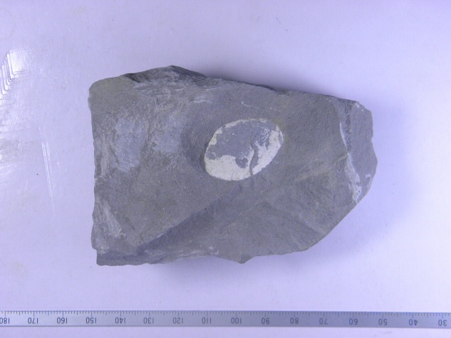 Macoma ? sp.｜いわきデジタルミュージアム