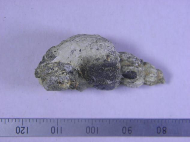 Nassarius simizui Otuka｜いわきデジタルミュージアム