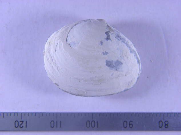 Macoma sp.｜いわきデジタルミュージアム