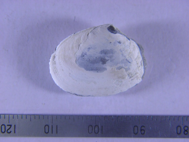 Macoma sp.｜いわきデジタルミュージアム