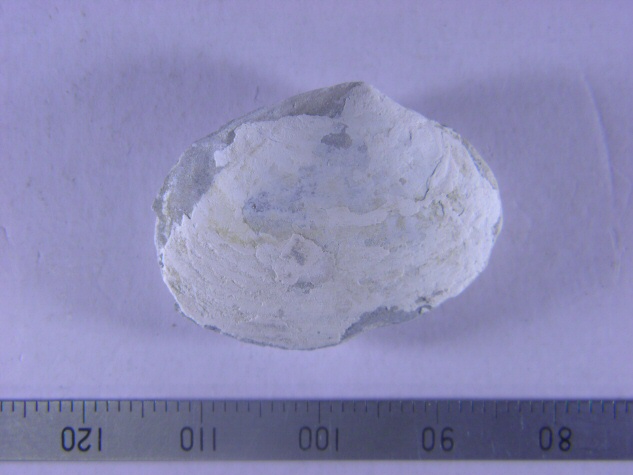 Macoma sp.｜いわきデジタルミュージアム