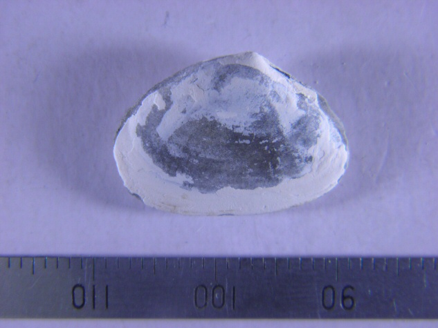 Macoma sp.｜いわきデジタルミュージアム