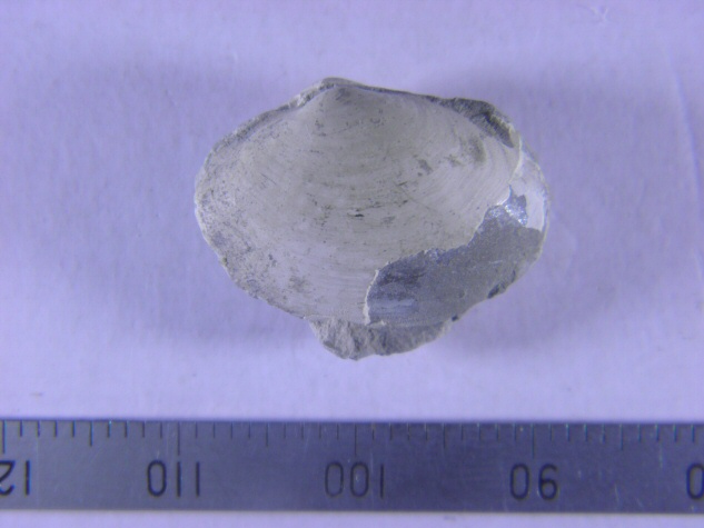 Macoma ? sp.｜いわきデジタルミュージアム