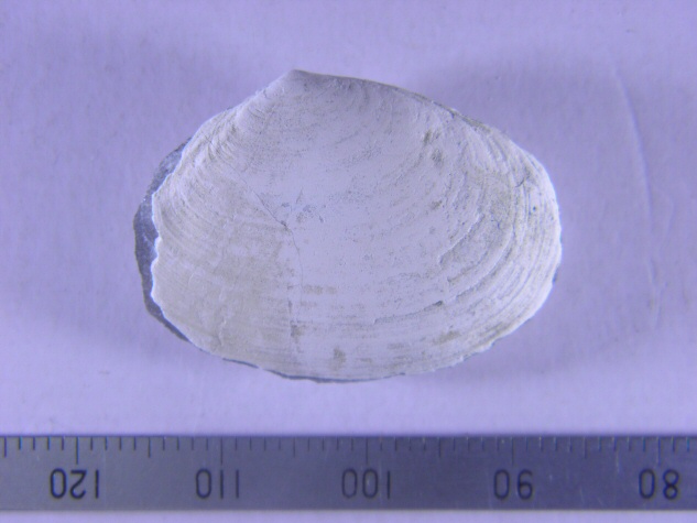 Macoma ? sp.｜いわきデジタルミュージアム