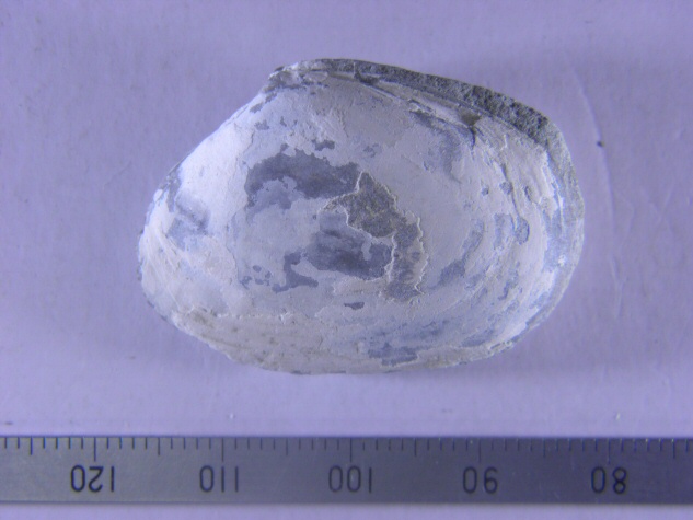 Macoma ? sp.｜いわきデジタルミュージアム