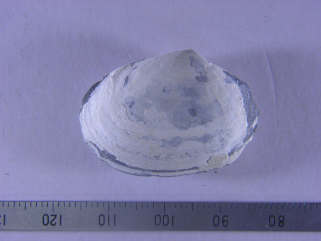 Macoma sp.｜いわきデジタルミュージアム