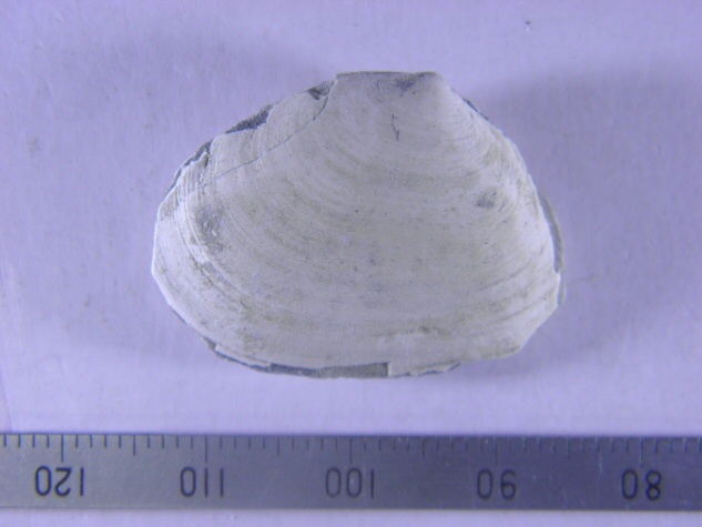 Macoma ? sp.｜いわきデジタルミュージアム