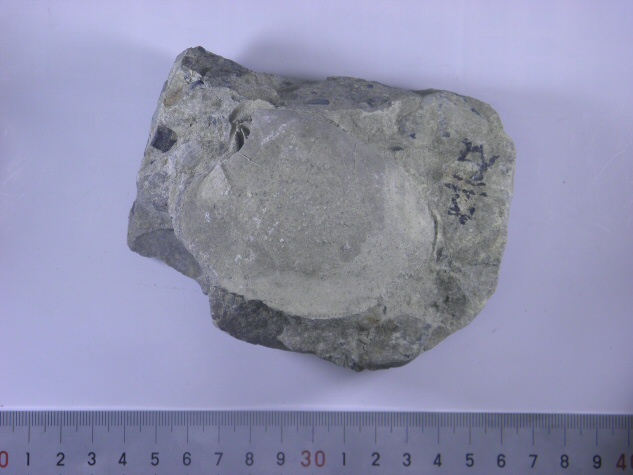 Dosinia ? sp.｜いわきデジタルミュージアム