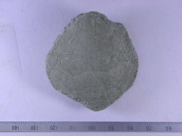 Dosinia sp.｜いわきデジタルミュージアム