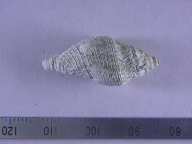 Megasurcula yokoyamai (Otuka)｜いわきデジタルミュージアム