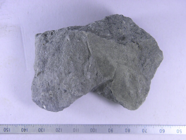 Linuparus japonicus Nagao｜いわきデジタルミュージアム