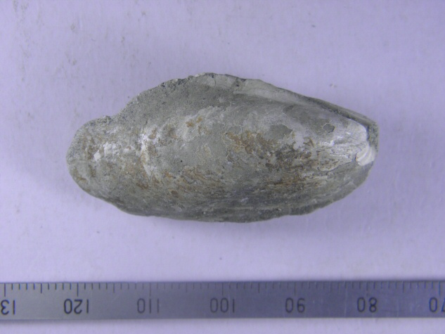 Modiolus sp.｜いわきデジタルミュージアム