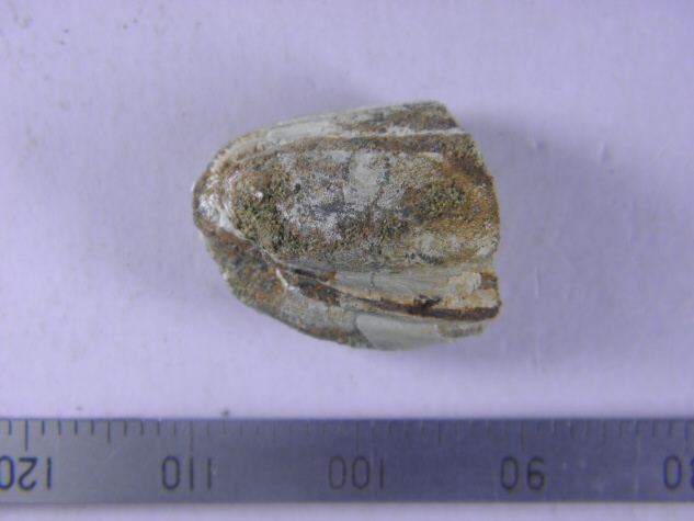 Modiolus ? sp.｜いわきデジタルミュージアム