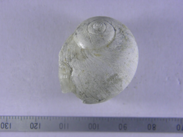 Tectonatica janthostoma (Deshayes)｜いわきデジタルミュージアム