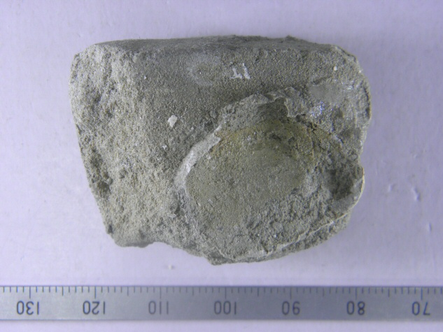 Macoma sp.｜いわきデジタルミュージアム