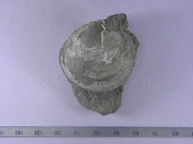 Dosinia sp.｜いわきデジタルミュージアム