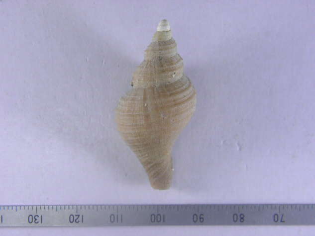 Neptunea intersculpta (Sowerby)｜いわきデジタルミュージアム