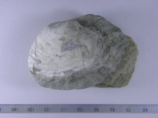 Macoma ? sp.｜いわきデジタルミュージアム